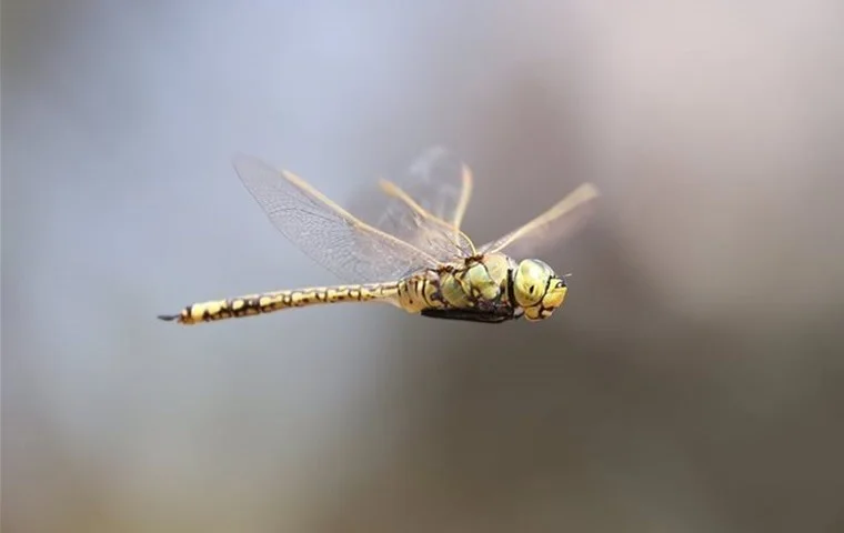 Bronzewing Operations | Northern Star